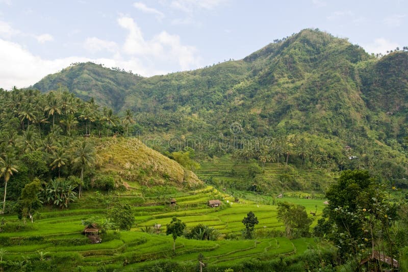 Bali Rice Paddy Landscape stock image. Image of java - 17773461
