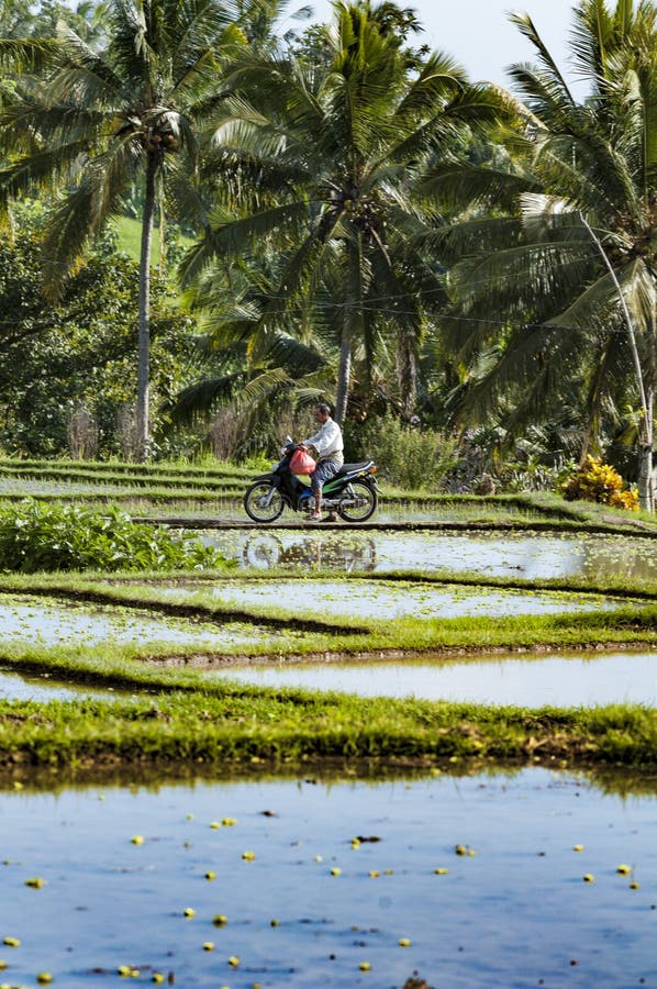 Bali Rice Plantations Man Not Recognizable Editorial Stock Photo ...