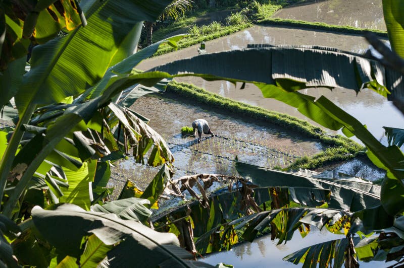 Bali Rice Plantations Man Not Recognizable Stock Photo - Image of ...