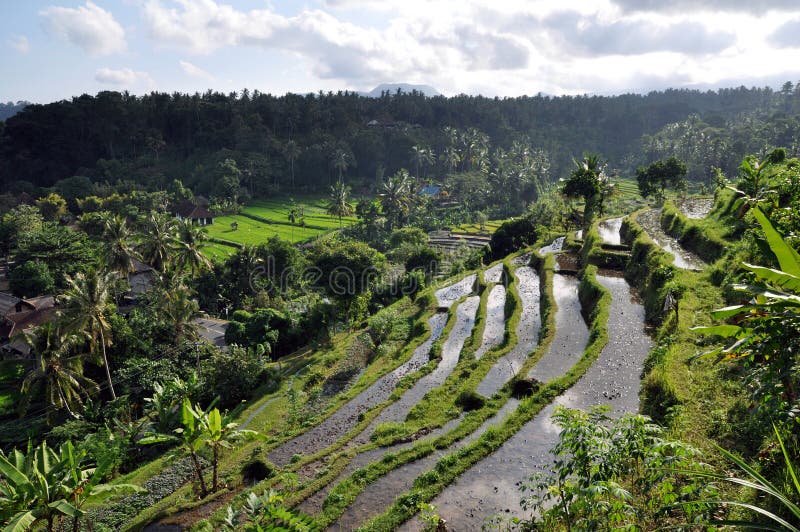 Bali rice terrace stock photo. Image of fields, harvest - 11369740