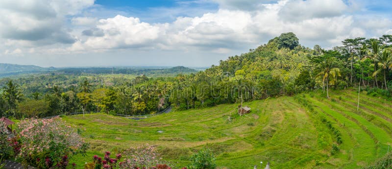 Bali rice terrace panorama stock photo. Image of road - 46746546
