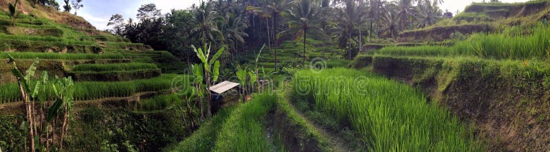 Bali rice terrace editorial photo. Image of terrace, sunny - 48434591