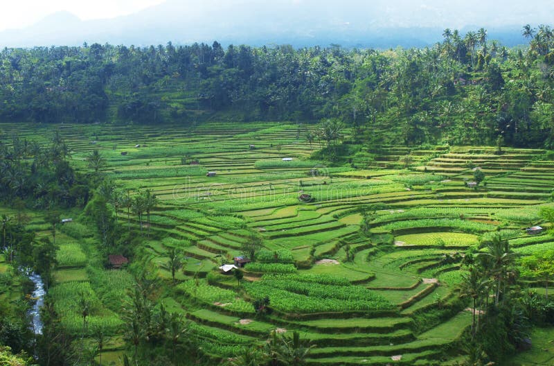 Bali rice terraces stock image. Image of scenery, cultivate - 10884383