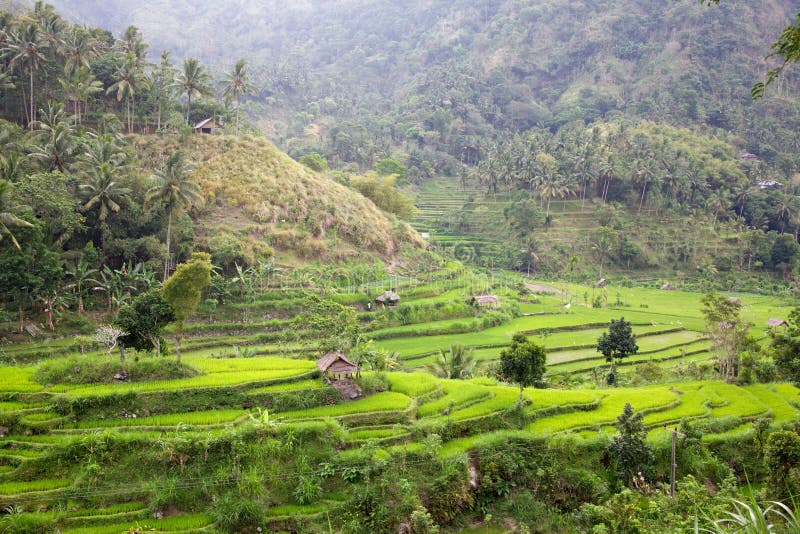 Bali Rice Terraces stock photo. Image of farming, south - 23163570
