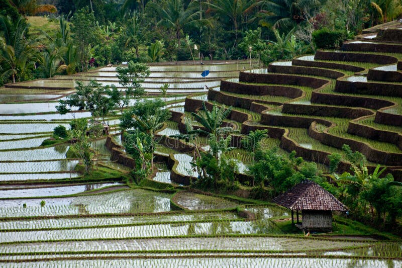 Bali Rice Field stock image. Image of agriculture, hill - 28114341