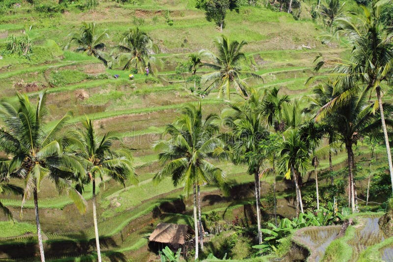Bali Rice Terraces, Indonesia Stock Image - Image of java, island: 15822797