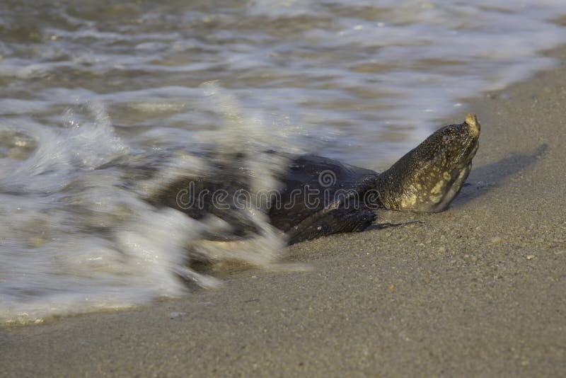 Turtle on the beach stock photo. Image of maui, fish - 99767504