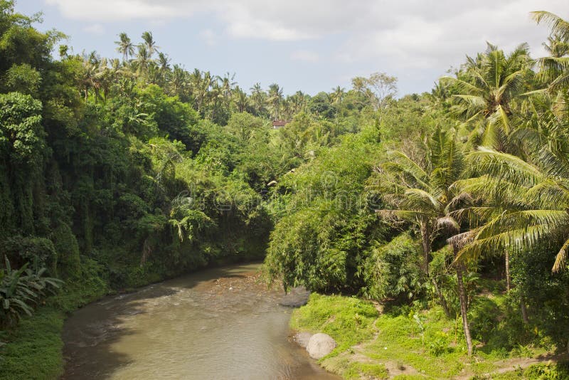 Bali River stock image. Image of island, rainforest, lush - 15435631