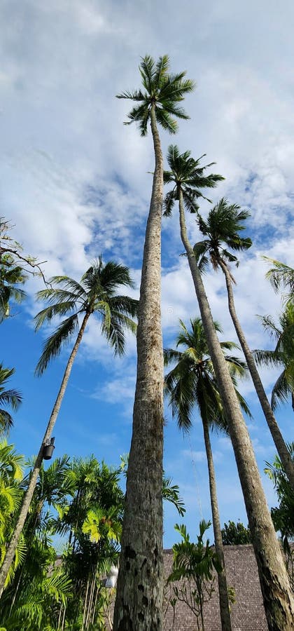 Bali skies stock photo. Image of skies, tree, trees - 271037478