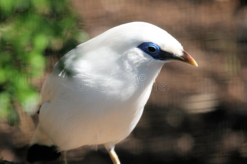 Bali Starling stock image. Image of blue, bali, beak - 10773645