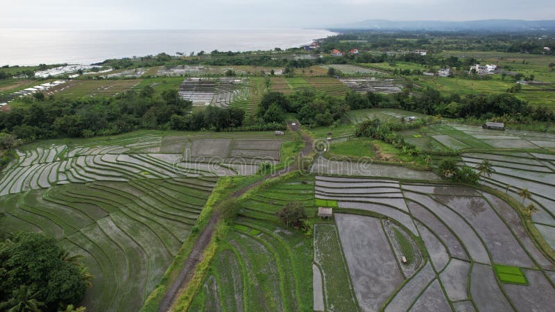 The Bali Terrace Rice Fields Stock Image - Image of indonesia, flooded ...