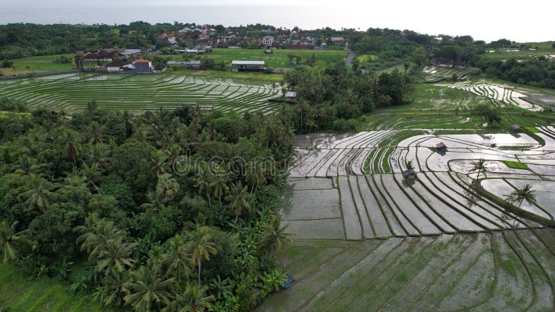 The Bali Terrace Rice Fields Stock Photo - Image of crop, aerial: 262046420