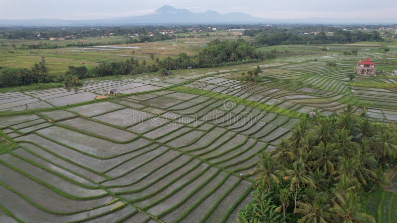 The Bali Terrace Rice Fields Stock Photo - Image of farming, padi ...