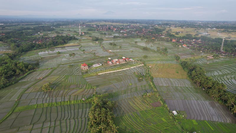 The Bali Terrace Rice Fields Stock Image - Image of greenery, field ...