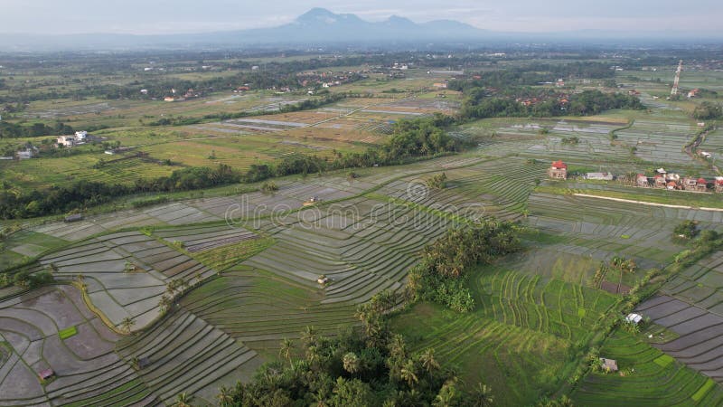 The Bali Terrace Rice Fields Stock Photo - Image of jatiluwih, lush ...