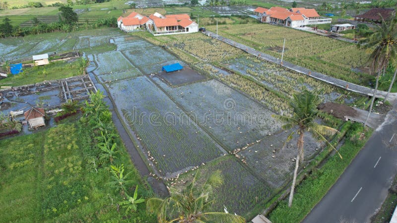The Bali Terrace Rice Fields Stock Image - Image of landscape, grow ...