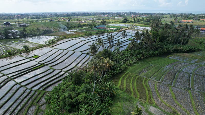 The Bali Terrace Rice Fields Stock Photo - Image of grass, fields ...