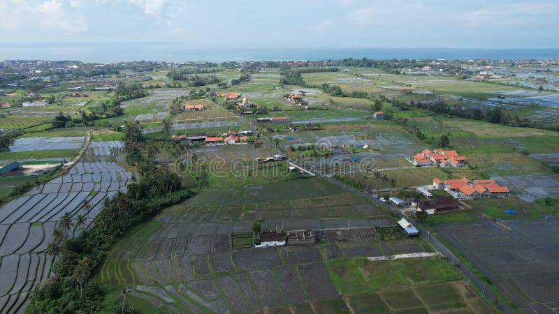 The Bali Terrace Rice Fields Stock Image - Image of agriculture, paddy ...