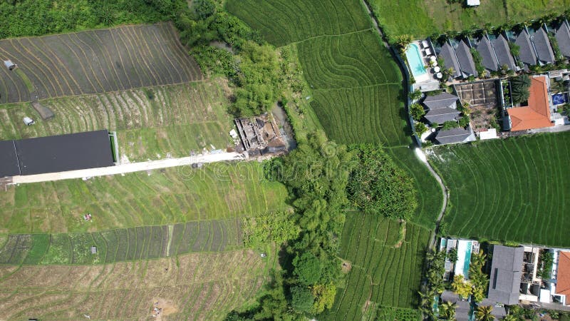 The Bali Terrace Rice Fields Stock Photo - Image of paddy, farming ...