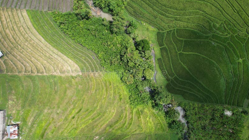 The Bali Terrace Rice Fields Stock Image - Image of harvest, fields ...
