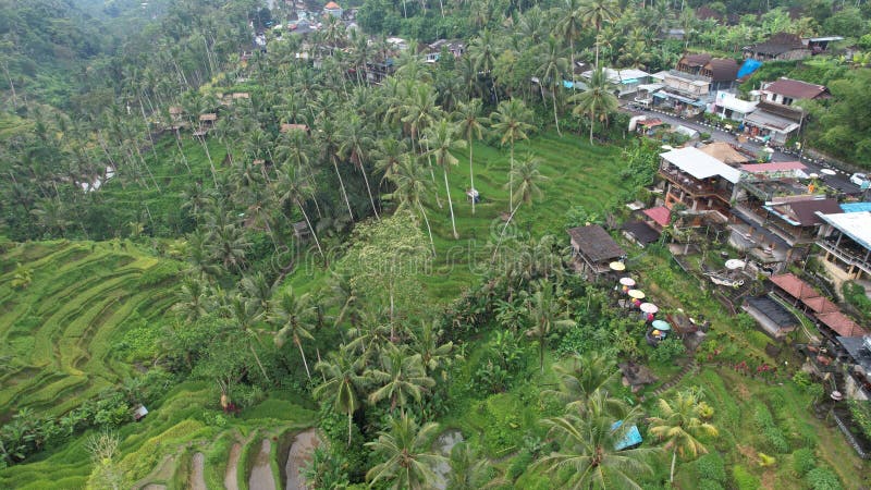 The Bali Terrace Rice Fields Stock Photo - Image of bali, hill: 262048660