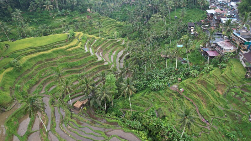 The Bali Terrace Rice Fields Stock Photo - Image of field, indonesia ...