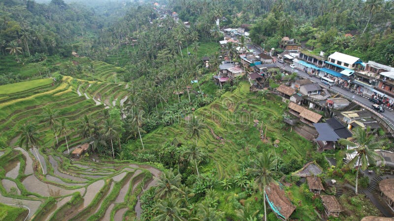 The Bali Terrace Rice Fields Stock Photo - Image of grow, pattern ...
