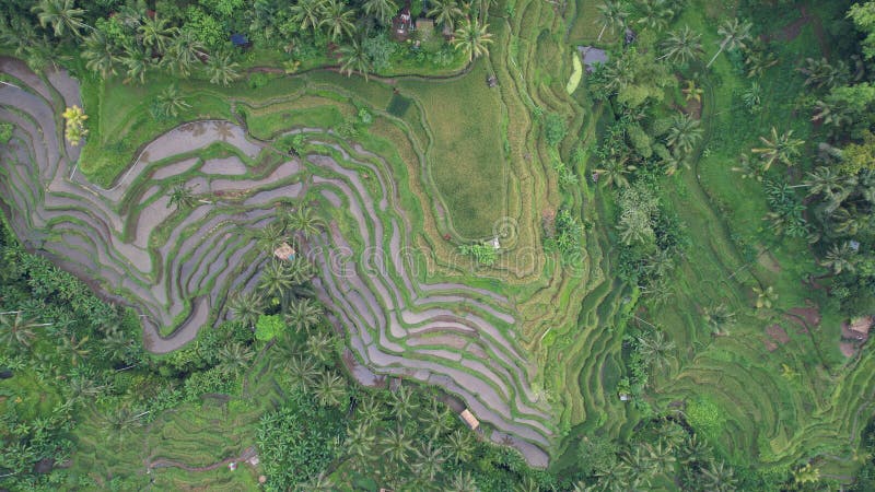 The Bali Terrace Rice Fields Stock Photo - Image of cultivation, nature ...