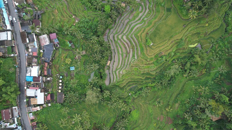 The Bali Terrace Rice Fields Stock Image - Image of golden, aerial ...