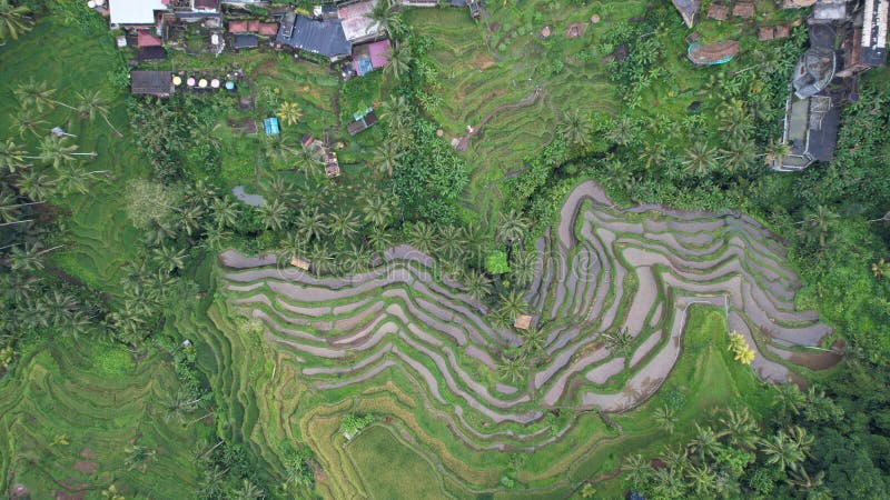 The Bali Terrace Rice Fields Stock Image - Image of hillside, nature ...