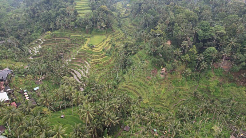 The Bali Terrace Rice Fields Stock Photo - Image of farming, greenery ...