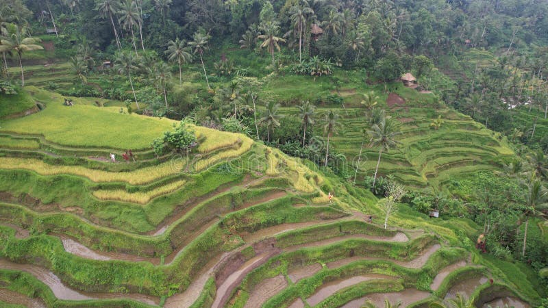 The Bali Terrace Rice Fields Editorial Image - Image of indonesia ...