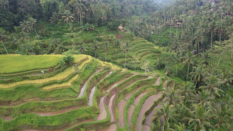 The Bali Terrace Rice Fields Editorial Photo - Image of crop ...