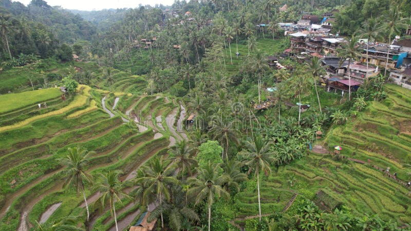 The Bali Terrace Rice Fields Editorial Photography - Image of flooded ...