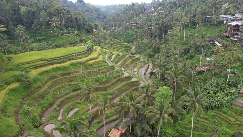 The Bali Terrace Rice Fields Editorial Photo - Image of padi, nature ...