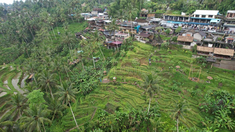 The Bali Terrace Rice Fields Editorial Photo - Image of cultivate ...