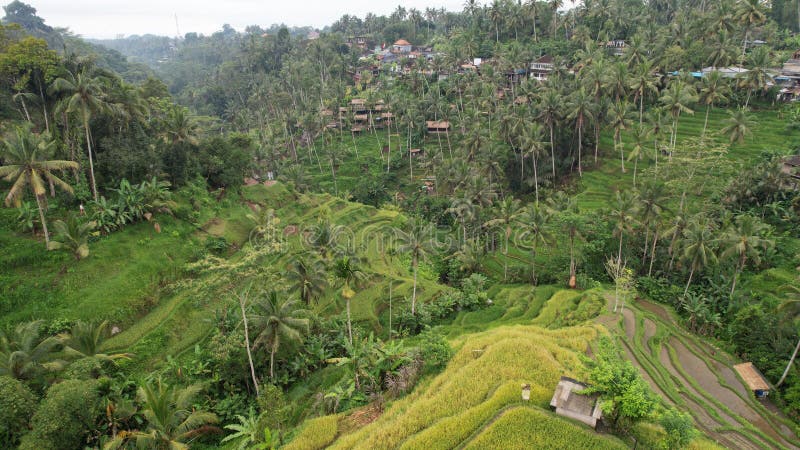 The Bali Terrace Rice Fields Stock Image - Image of indonesia, hillside ...