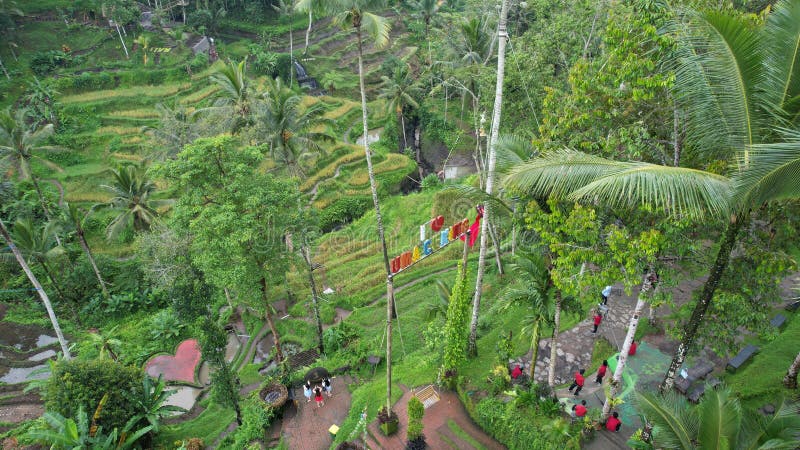 The Bali Terrace Rice Fields Editorial Stock Image - Image of farm ...