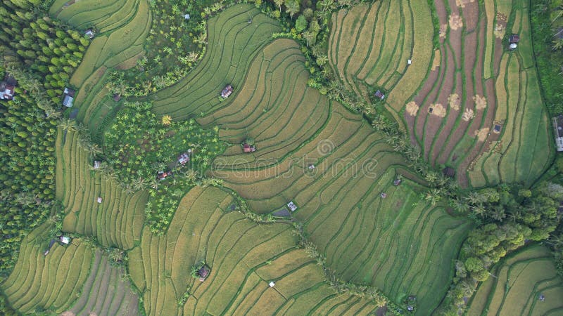 The Bali Terrace Rice Fields Stock Image - Image of padi, paddy: 262051041