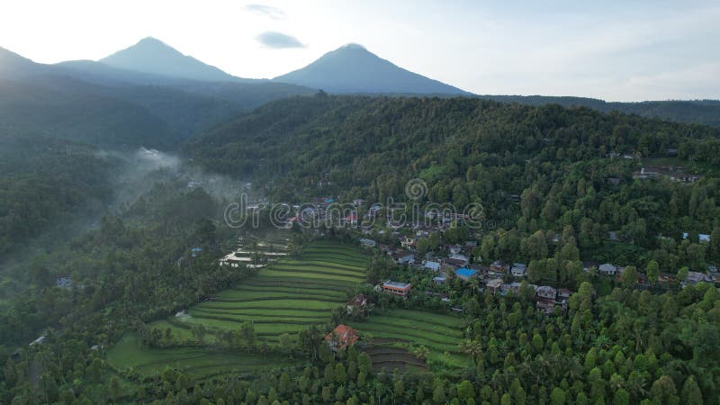 The Bali Terrace Rice Fields Stock Photo - Image of greenery, harvest ...