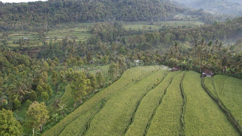 The Bali Terrace Rice Fields Stock Photo - Image of grow, landscape ...