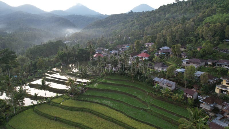 The Bali Terrace Rice Fields Stock Photo - Image of asia, cultivate ...