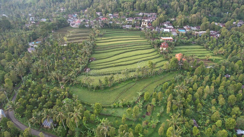The Bali Terrace Rice Fields Stock Photo - Image of nature, paddy ...