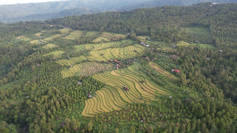 The Bali Terrace Rice Fields Stock Photo - Image of harvest, grass ...