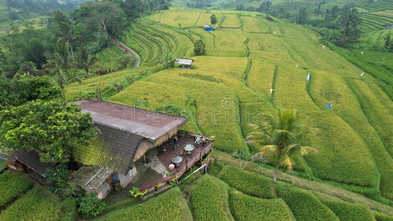 The Bali Terrace Rice Fields Stock Photo - Image of harvest, paddies ...