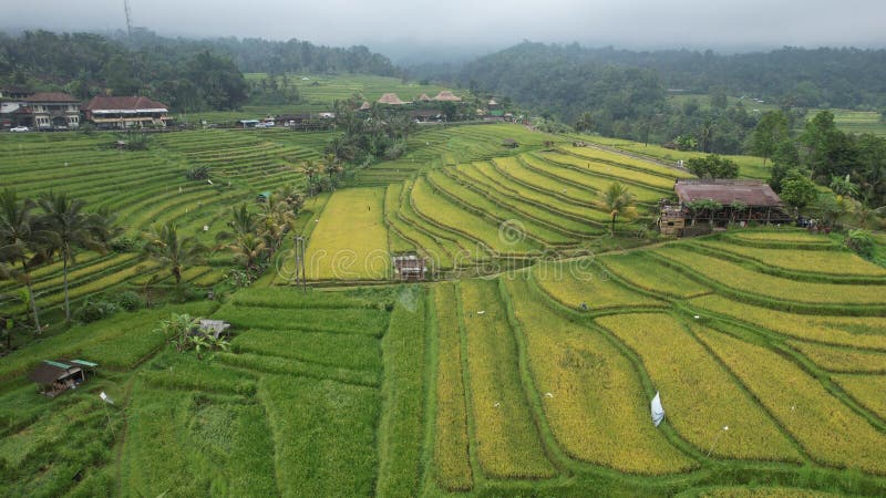 The Bali Terrace Rice Fields Stock Image - Image of farming, bali ...