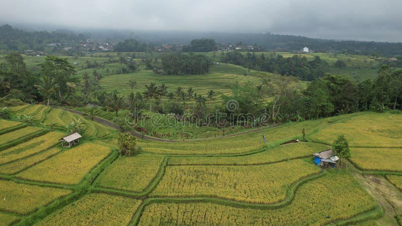 The Bali Terrace Rice Fields Stock Photo - Image of fields, harvest ...