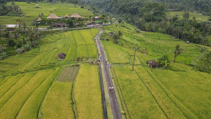 The Bali Terrace Rice Fields Stock Photo - Image of jungle, grass ...