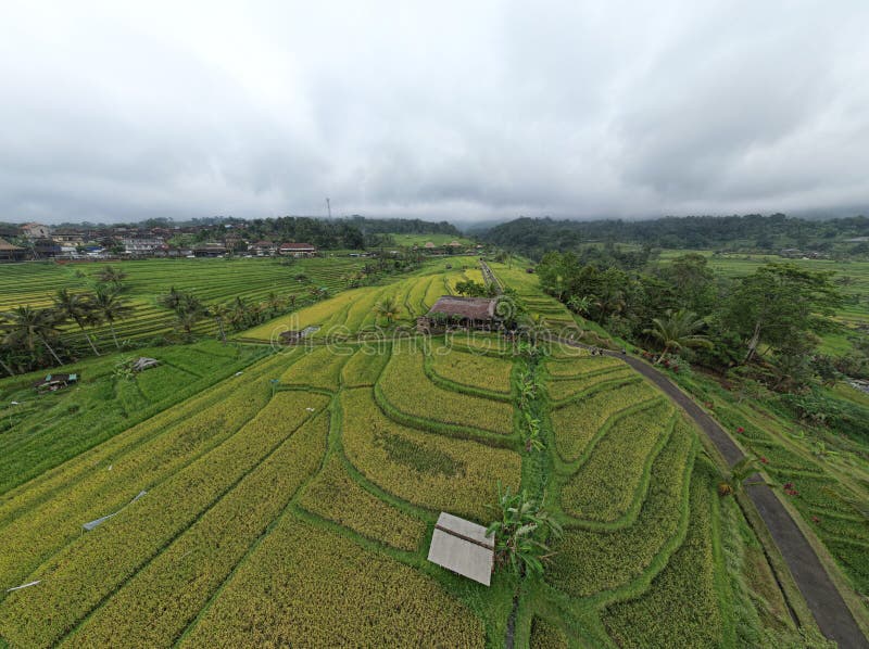 The Bali Terrace Rice Fields Stock Image - Image of indonesia, green ...