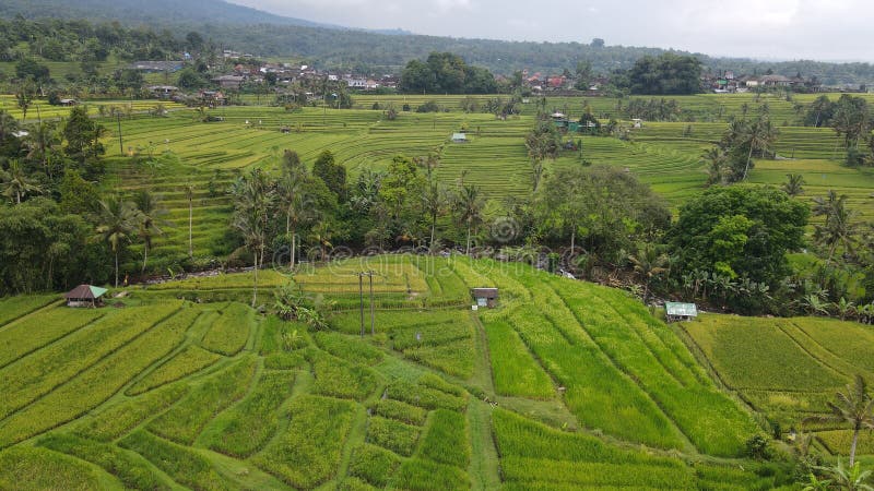 The Bali Terrace Rice Fields Stock Image - Image of asia, agriculture ...
